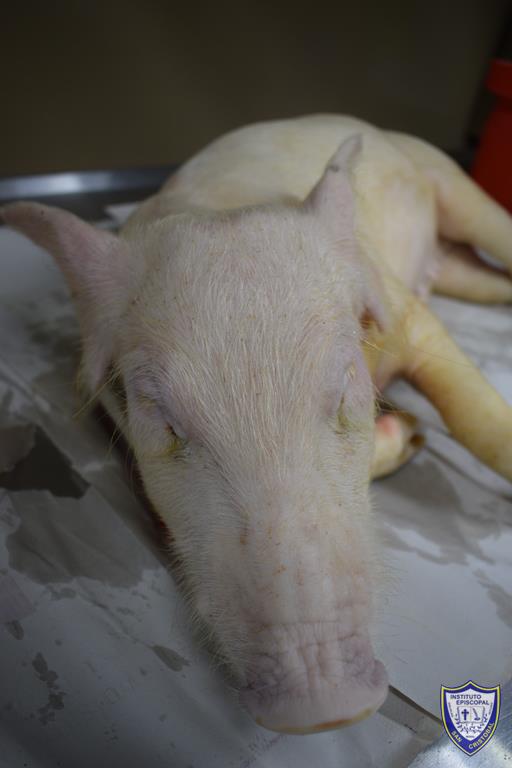 DISECCION DE ANATOMIA DE PUERCO | Instituto Episcopal San Cristóbal