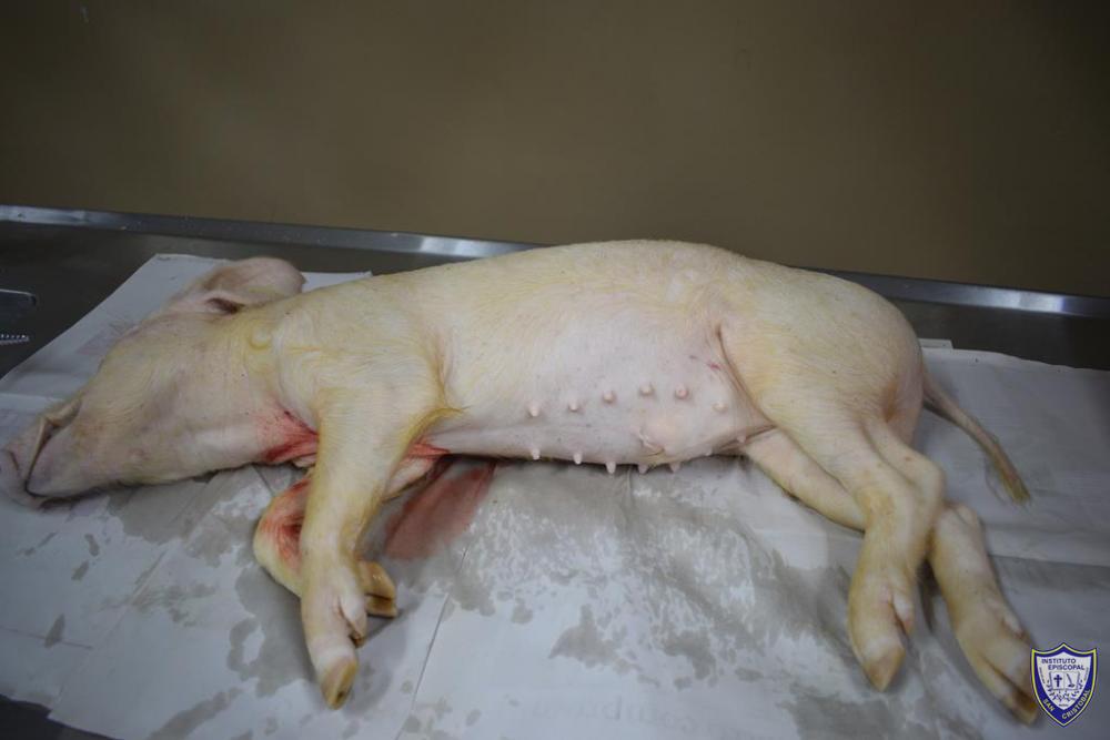DISECCION DE ANATOMIA DE PUERCO | Instituto Episcopal San Cristóbal